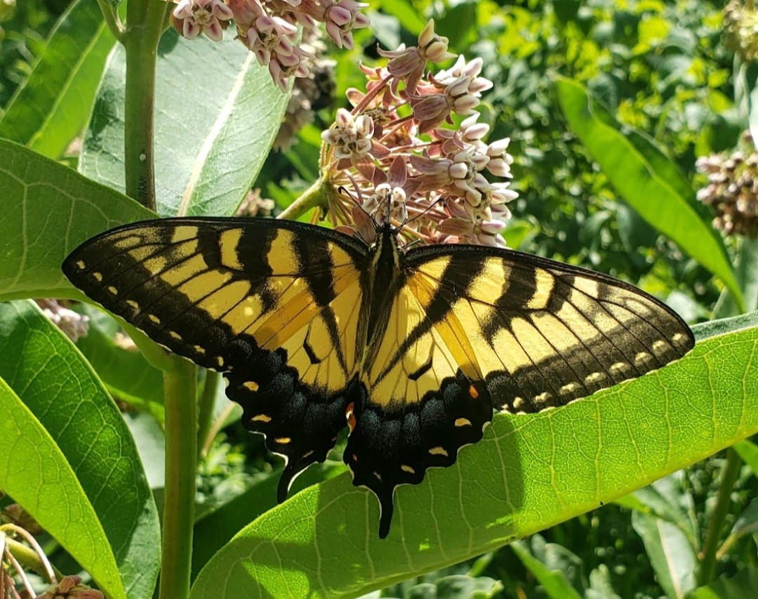 ‘Butterflies and their host plants’ - Knox TN Today