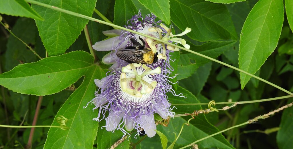 Return to the natives: Our state passion flower - Knox TN Today