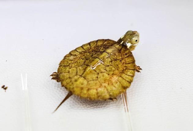 Zoo Knoxville celebrates hatching of four-eyed turtles - Knox TN Today