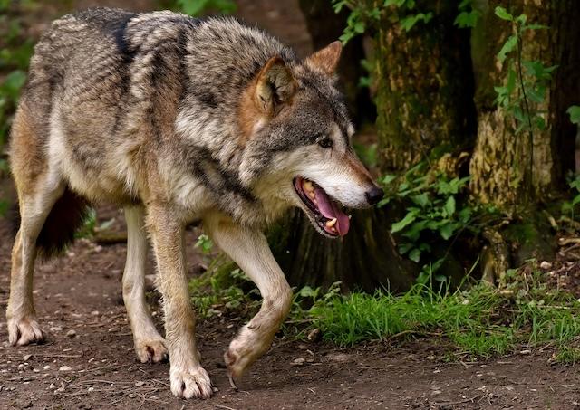 UT Arboretum to talk red wolves, backyard birds - Knox TN Today