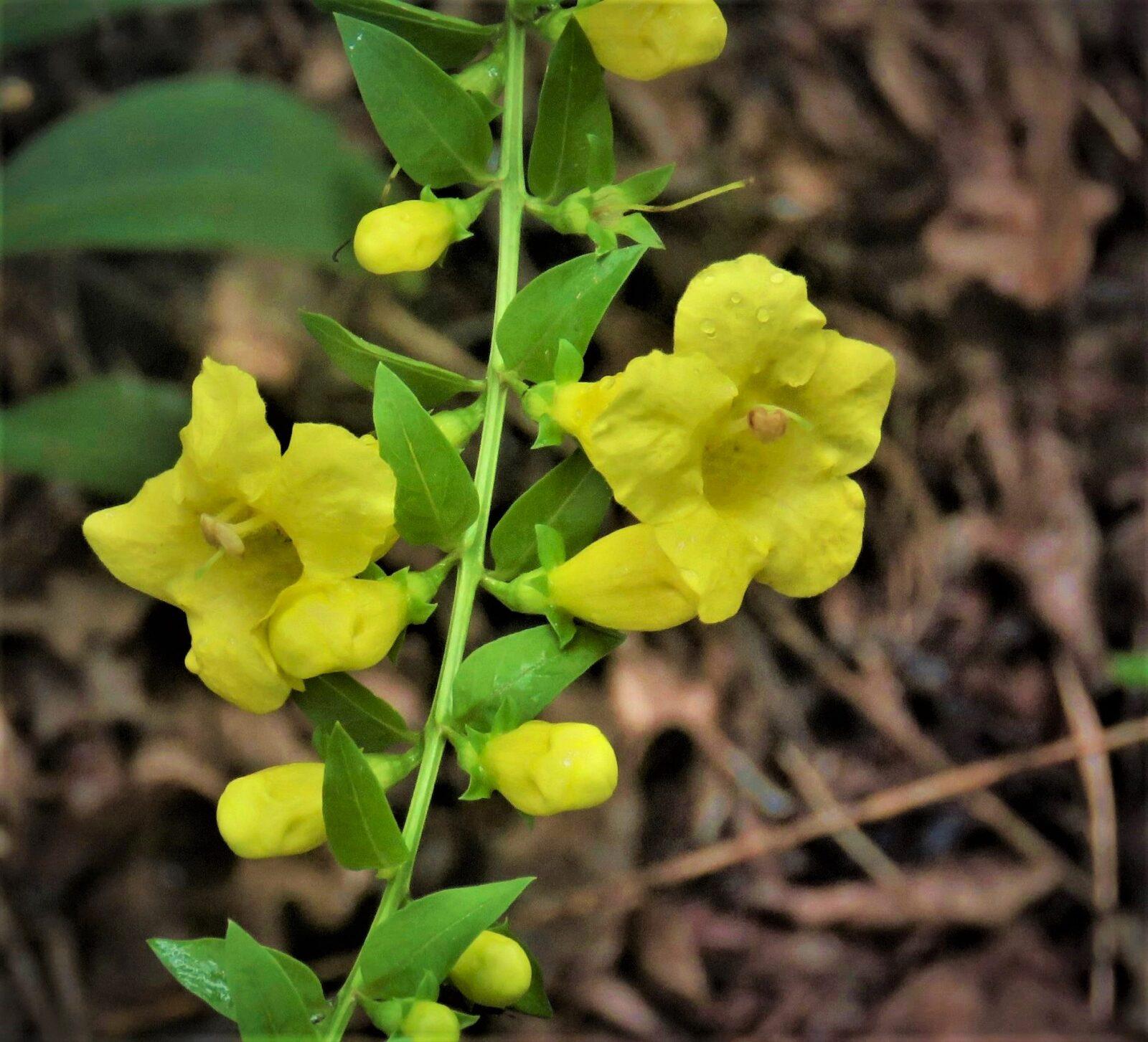 Chestnut Top Trail peaks in blooms - Knox TN Today