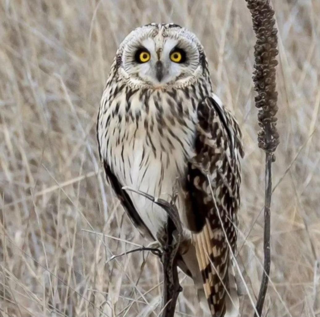 ‘Odd Bird’ program could be fun - Knox TN Today