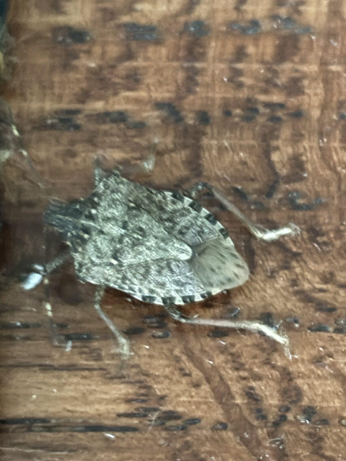 Stink bugs and how I lost my Zen - Knox TN Today