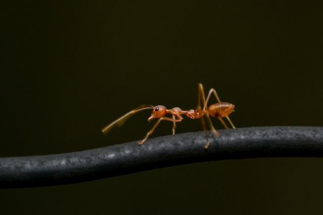 Did you know ants are farmers? - Knox TN Today