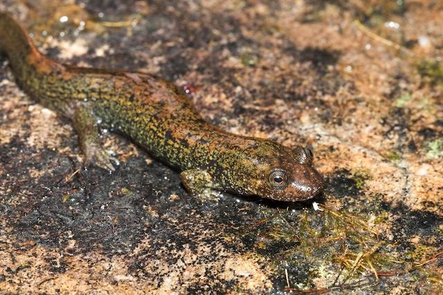 What does it mean to be the salamander capital of the world? - Knox TN ...