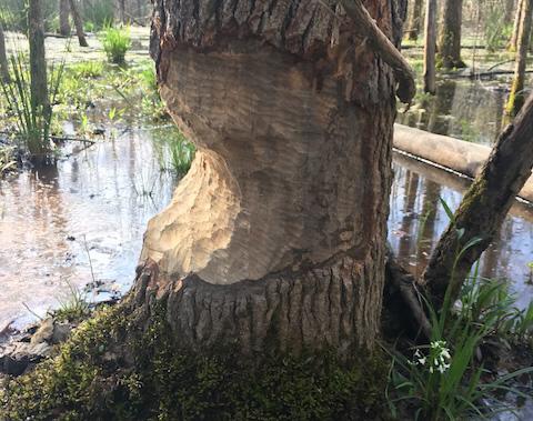2025-06-17 Swan Pond beaver big tree - Knox TN Today