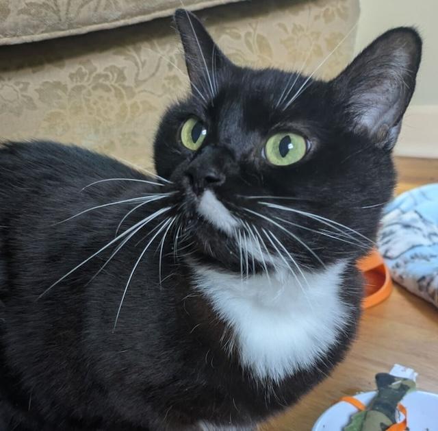 Low on sugar, high on love, put some Puddin in your life - Knox TN Today