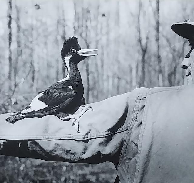 ‘In Search of the Ghost Bird’ at UT Arboretum - Knox TN Today