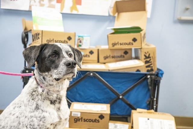 Girl Scouts of Southern Appalachians , Young-Williams partner to send ...