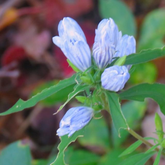 Lumber Ridge Trail is Fall spectacle - Knox TN Today