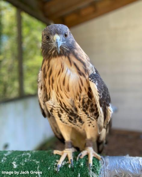 Sierra Club + Tiger (red-tailed hawk) + OR nature trail + - Knox TN Today